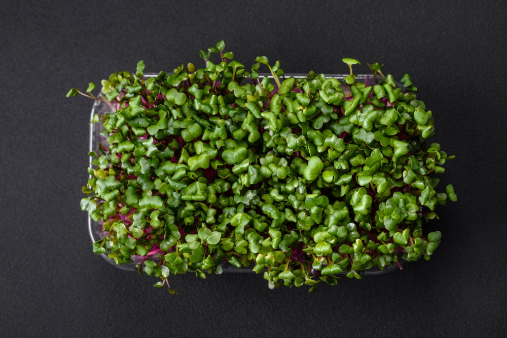 What Are Microgreens? A Simple Guide to Nutrient-Dense Greens – Planted ...